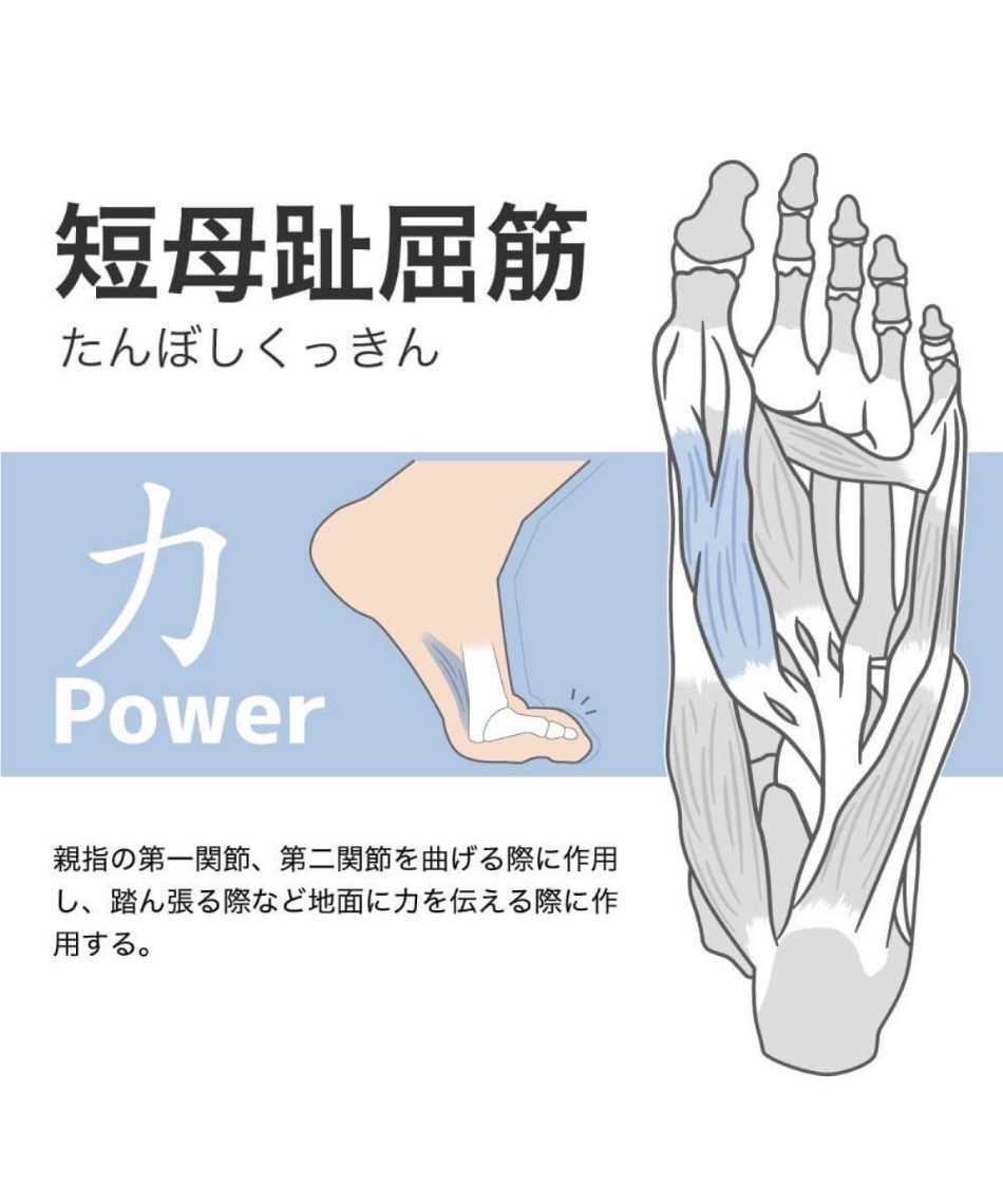 アクティバイタル(Activital) サッカーストッキング アクティバイタル PRO5 S-M HRD1065 BU | スポーツ用品ならヒマラヤオンラインストア【公式】